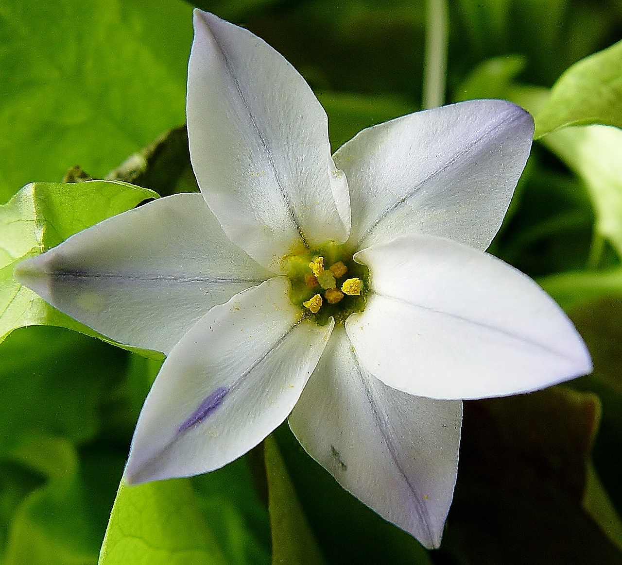 Wellcome Allotment : Ipheion Uniflorum Spring Starflower