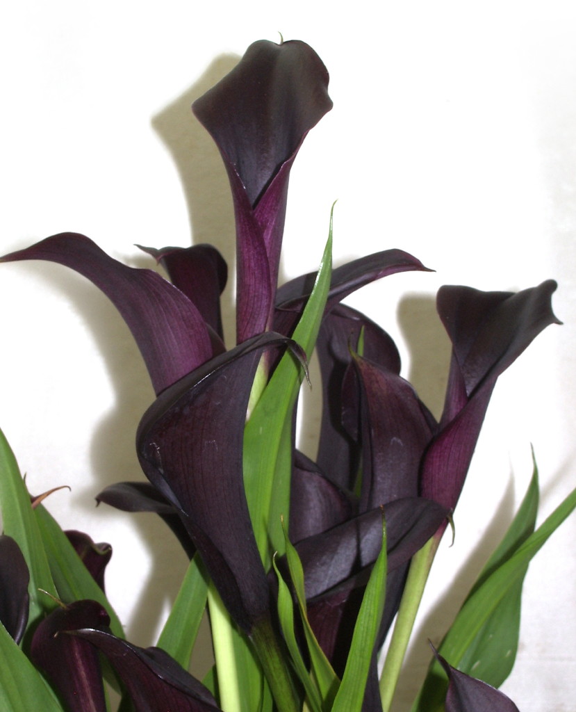 Viveros Vangarden: La cala 'negra'