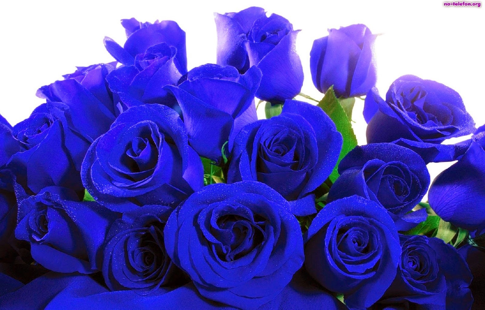 purpura: LA LEYENDA DE LA ROSA AZUL