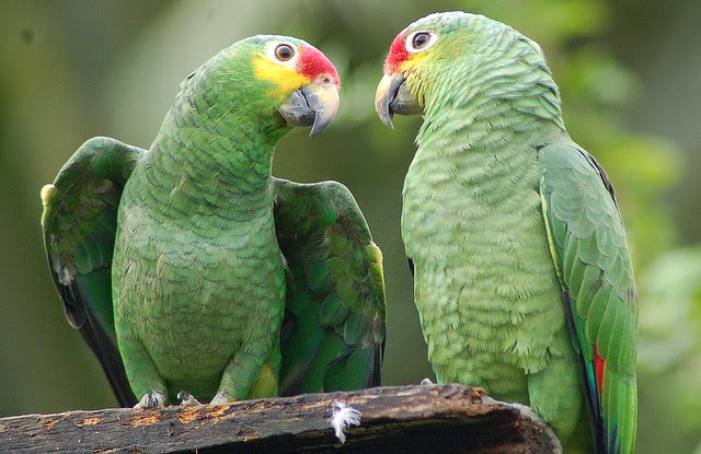 Flora y Fauna de Veracruz: AVES