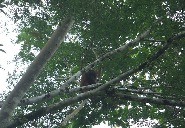 Kaye Family Journey: Pulau Gaya- Bunga Raya Island Resort