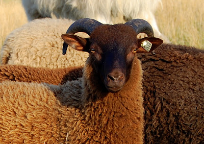 Crosswinds Farm: Now that's a sheep of a different color!