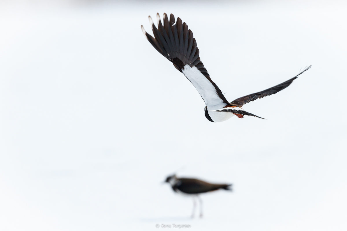 Oona Torgersen Photography: Vipa, Årets Fugl.