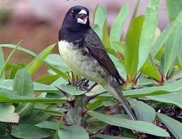 BLOG DA COLEIRA: Coleiro Baiano