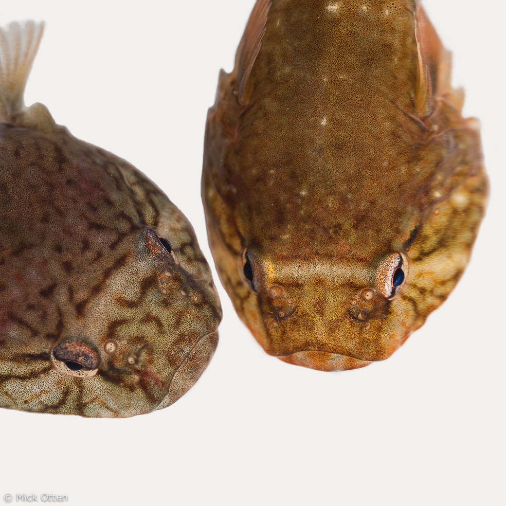 Mick's marine biology: Clingfish, crabs and the best marine biology day ...