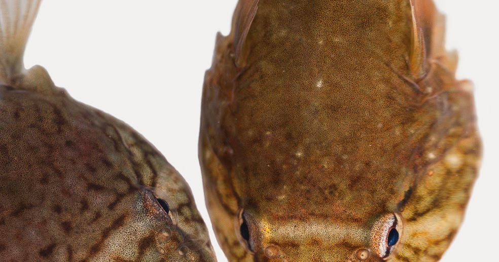 Mick's marine biology: Clingfish, crabs and the best marine biology day ...