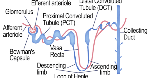 Nephron function,diagram of nephron,nephrons,nephron diagram,how ...