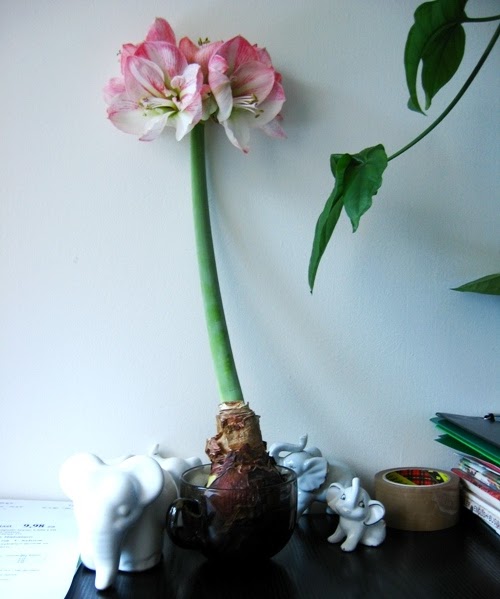 Ewa in the Garden: What a strong bulb is this...