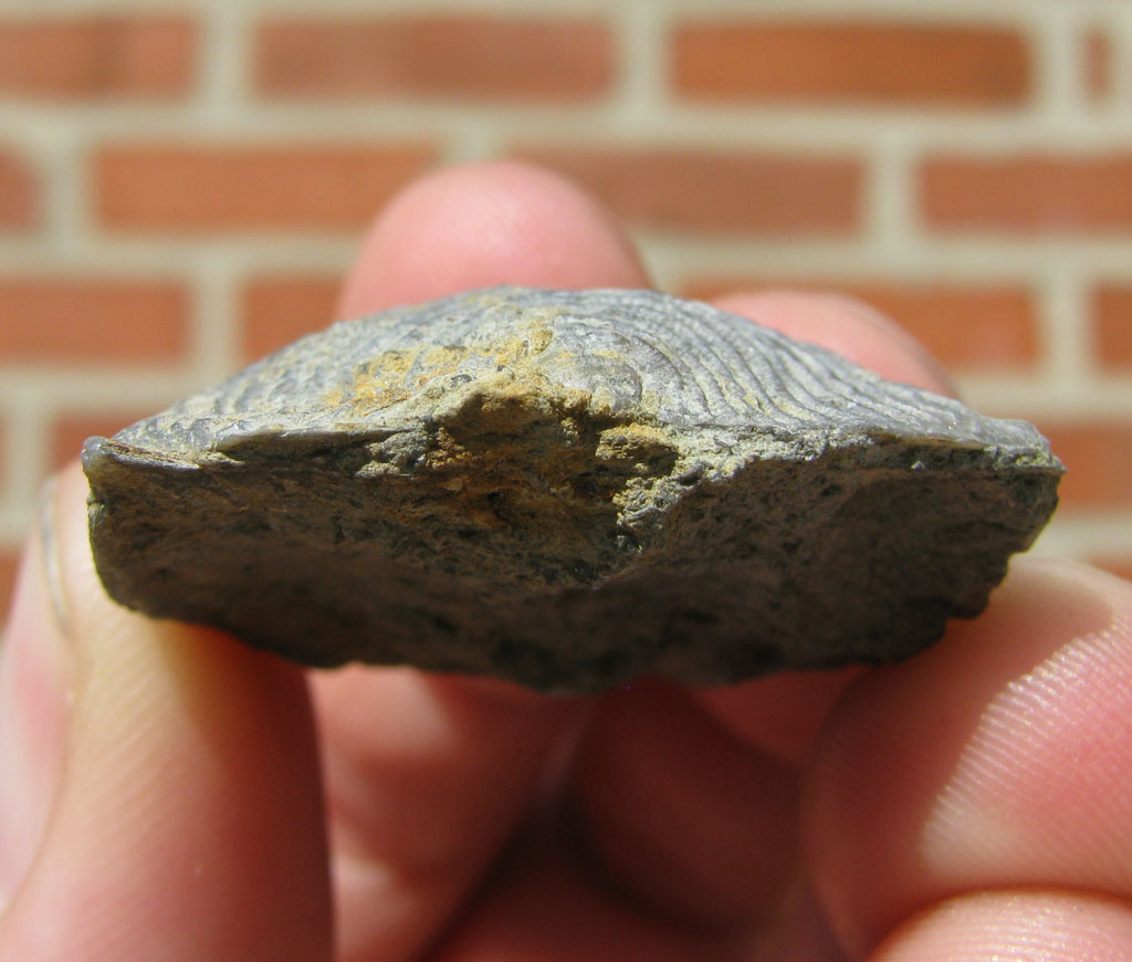 Views of the Mahantango: Leptaena rhomboidalis brachiopod from the ...