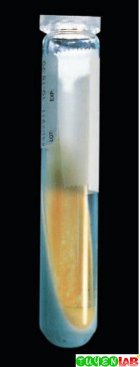 [Microbiology] Atlas of Mycobacterium tuberculosis and Other ...