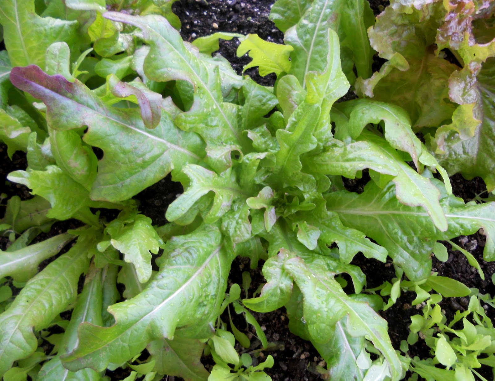 A Kitchen Garden in Kihei Maui: Growing Lettuce in Kihei