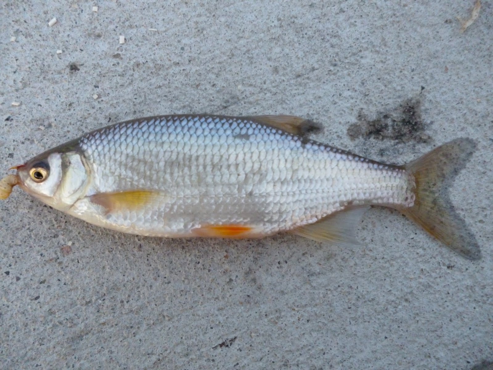 Extreme Philly Fishing: Fishing the Wallworth Pond in New Jersey