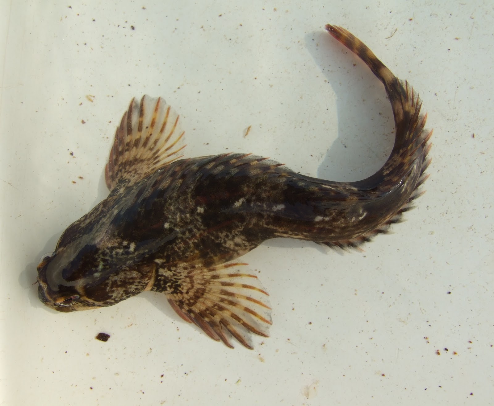 Rock Pooling: Common fish of the sea shore