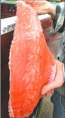 Ichthyophonus in fish