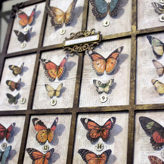 Pixie Hill: Butterfly Specimen Display