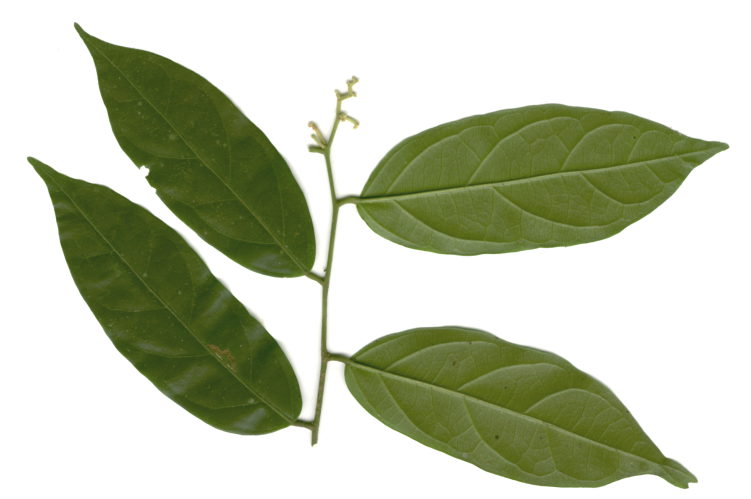 anadiazmetodociencia: TIPOS DE HOJAS