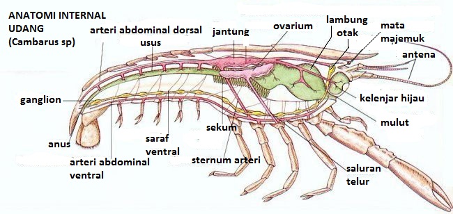 BELAJAR TERUS BIOLOGI: ARTHROPODA