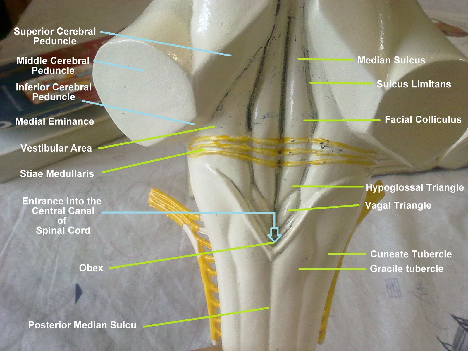 Anatomy Made Easy : Brainstem -Neuroanatomy-