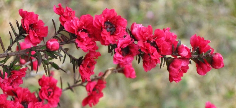 Kamaka Pottery: Red Manuka