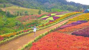 JENDELA MERANGIN : TAMAN BUNGA MERANGIN