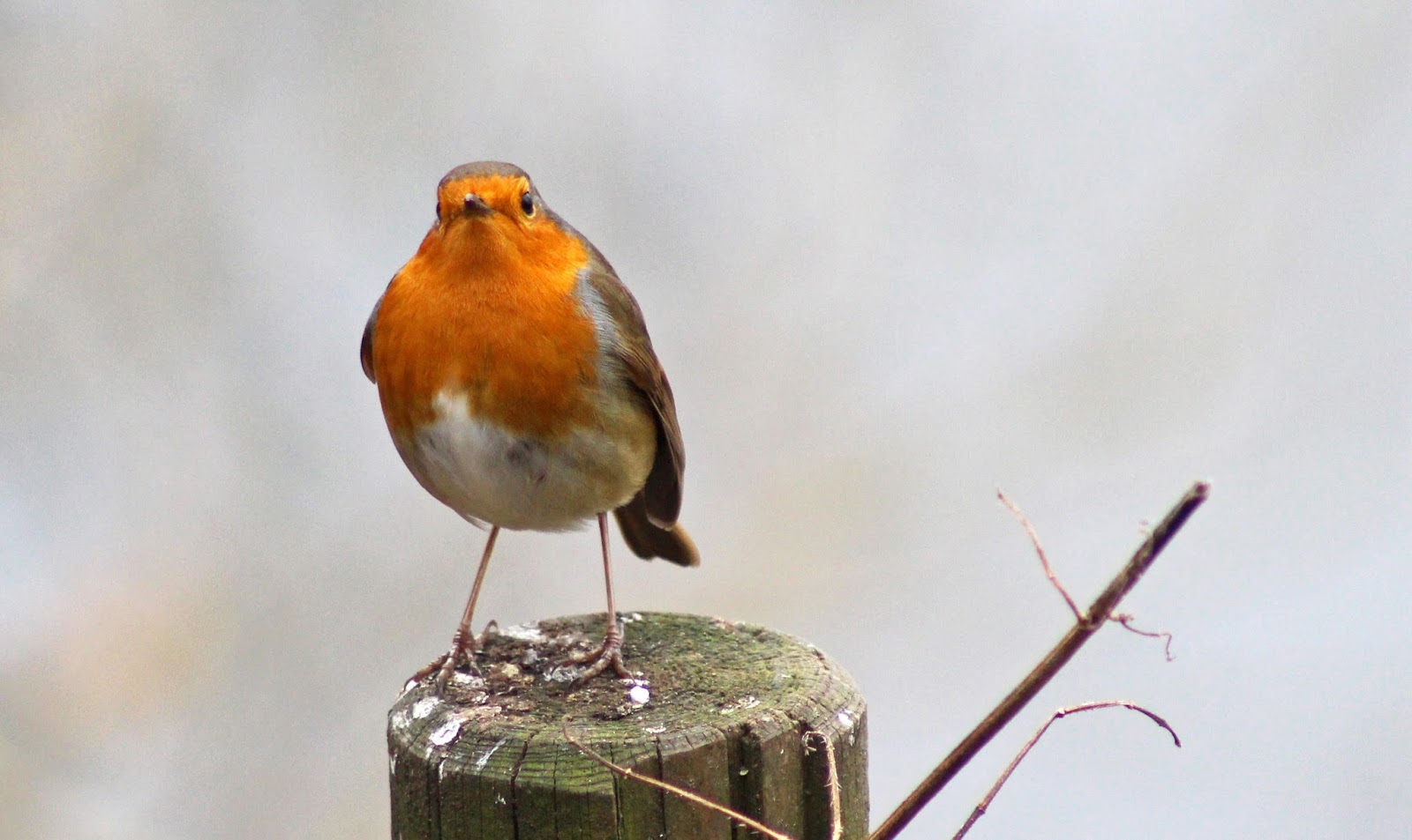 sconzani: British birds: Little Robin Redbreast