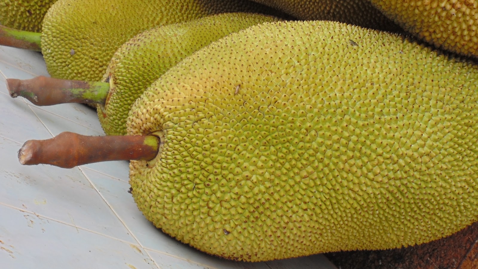 Jacquier | Artocarpus heterophyllus