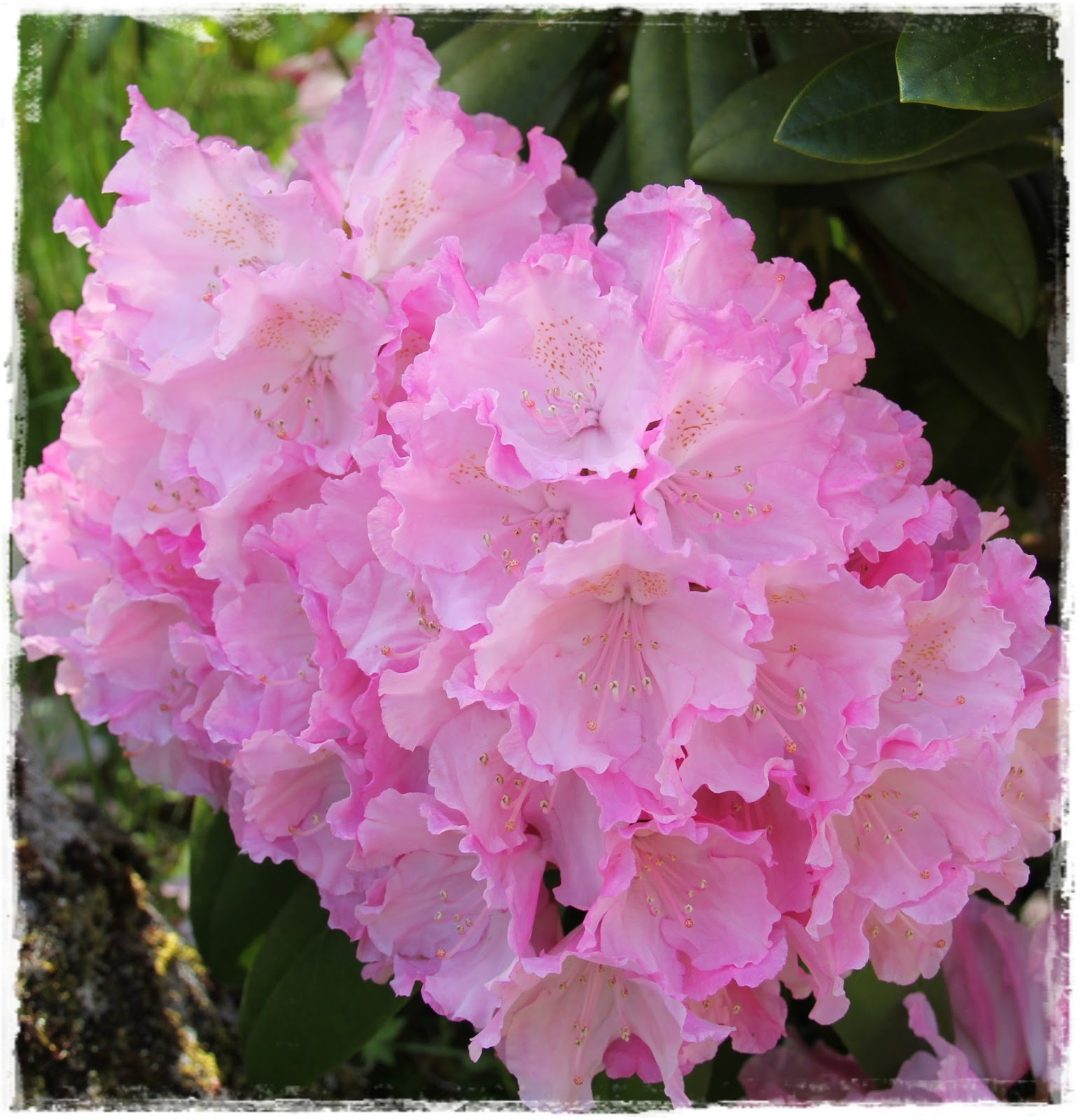 MinHage: ROSA RHODODENDRON