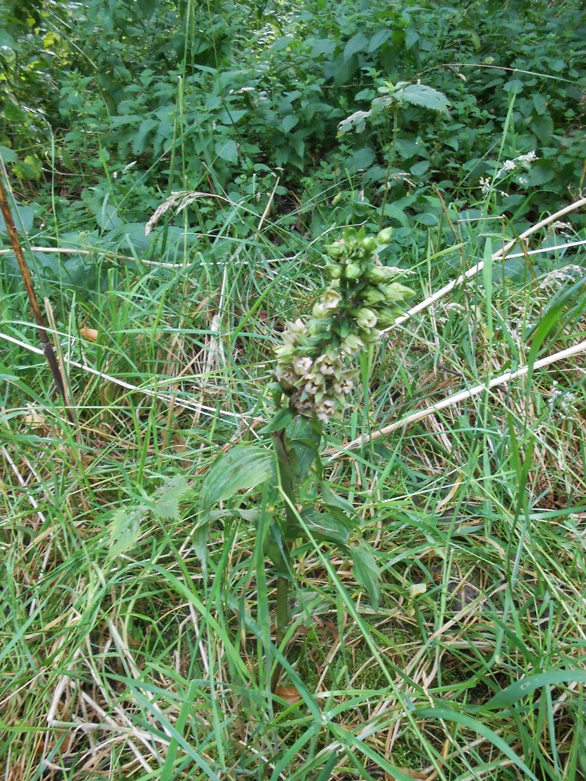 WWAWWW: Schalkwijk Tull en 't Waal kersenpad