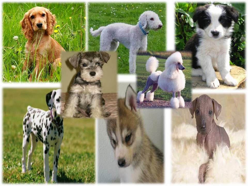 LOS CACHORROS : La clasificación de los perros