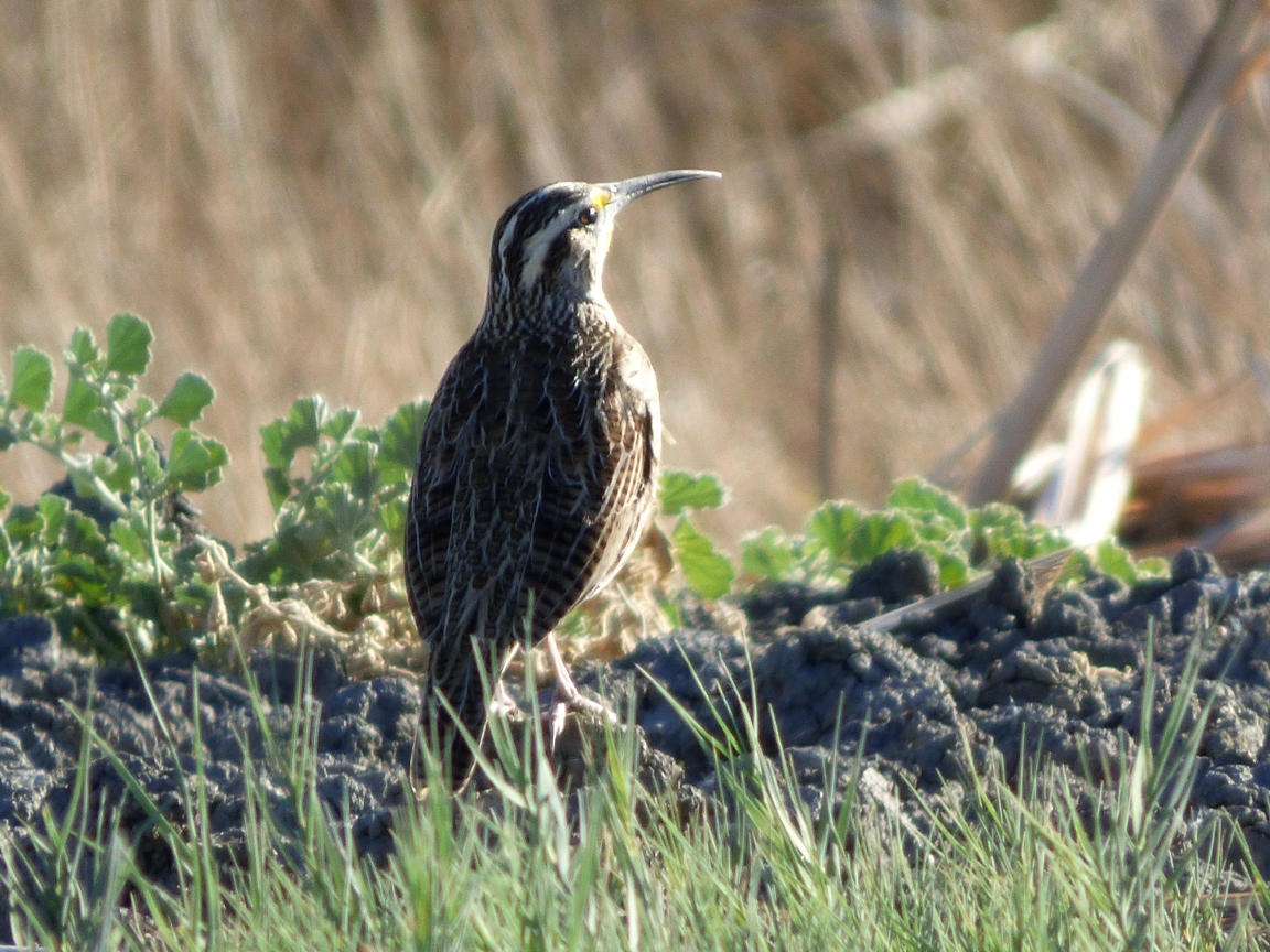 Geotripper's California Birds: Western Meadowlark at the Merced ...