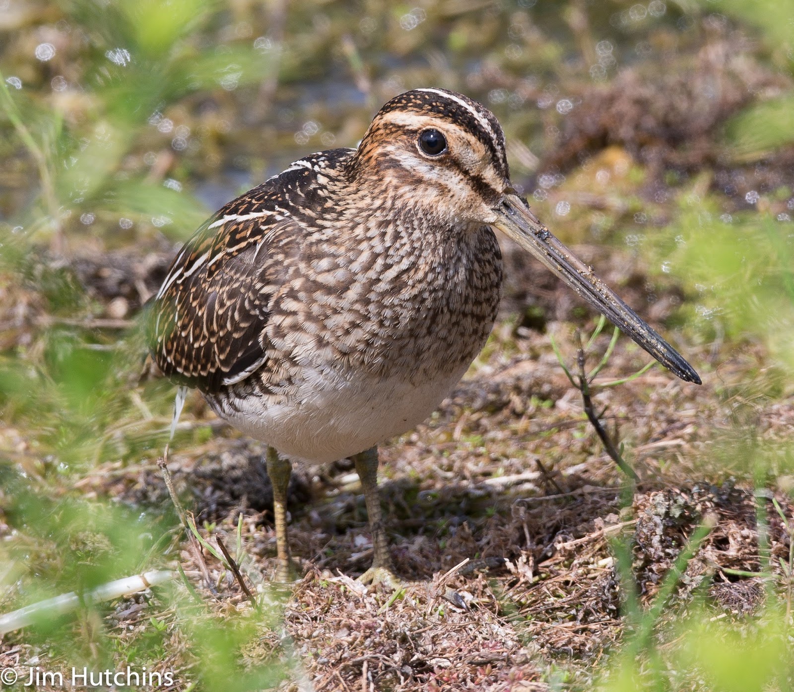 Oxon Birding Blog: Standlake Pit 60:AM 31st July