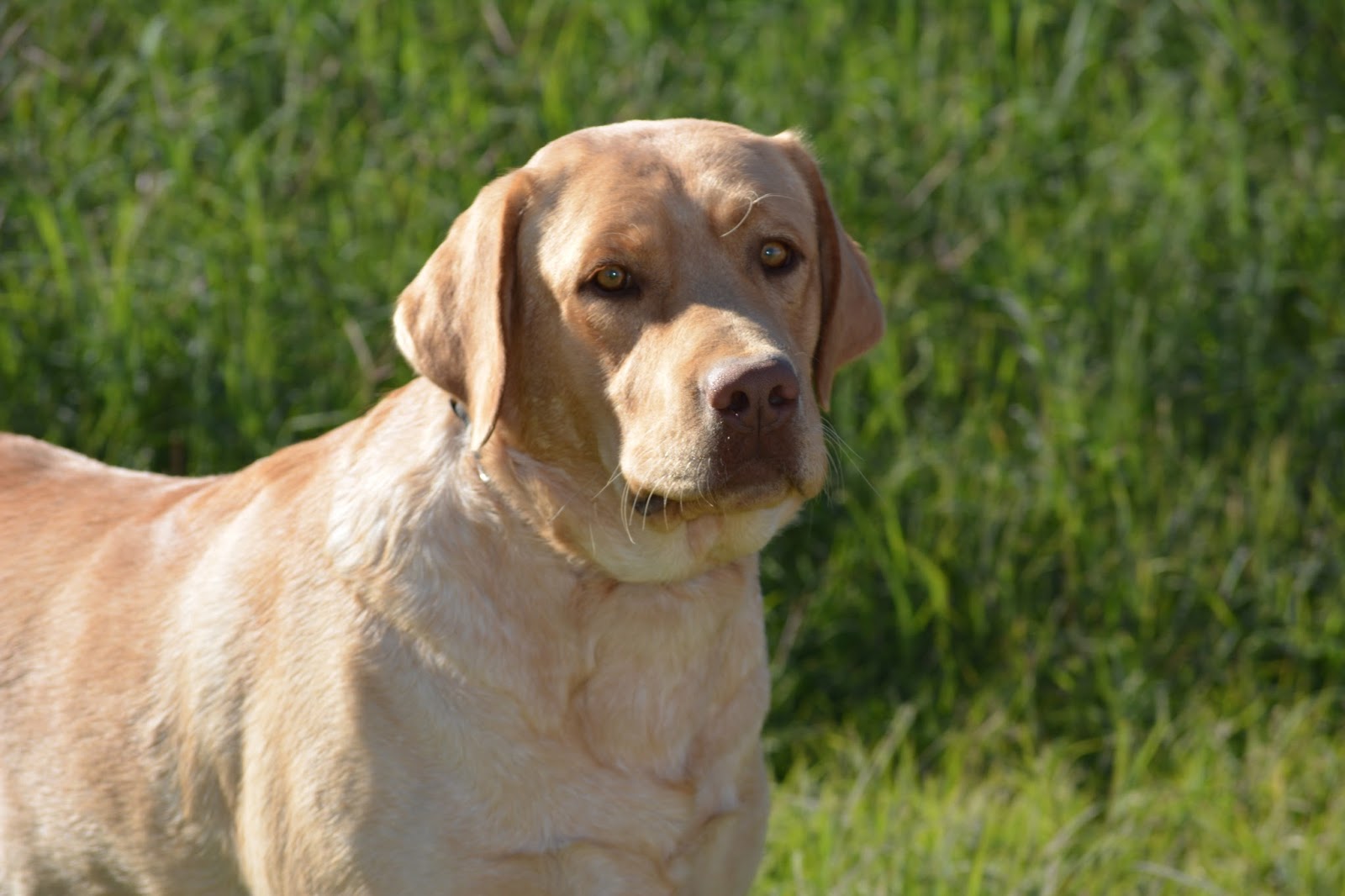 Cozy Acres Farm : Labrador Retriever Parents