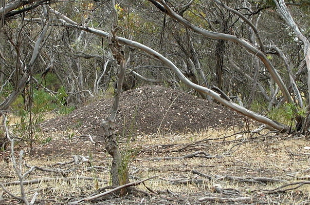 World Bird Sanctuary: Really Weird Birds: Part 4