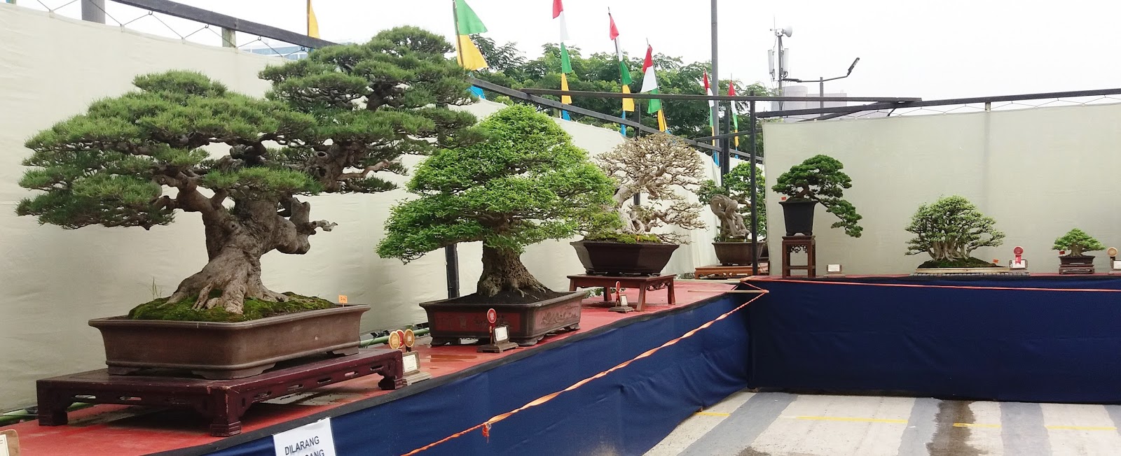 KIREINA BONSAI: LIPUTAN KHUSUS PAMERAN BONSAI TANGERAN “ON FIRE” 2016