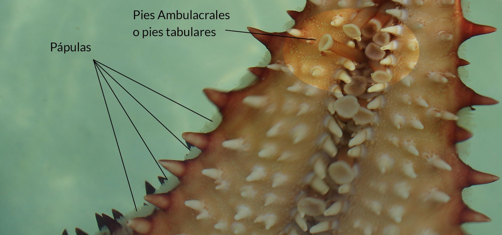 ¿Cómo es la respiración de las estrellas de mar? - Las Estrellas de Mar