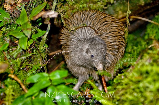 KIWI BIRD photos - wallpapers | the fun bank