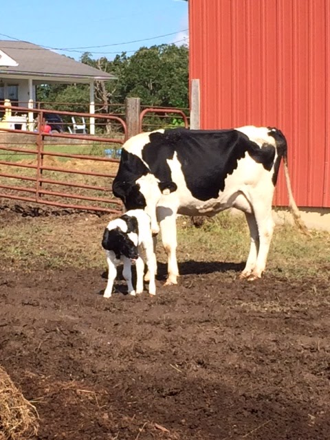 Life of a Dairy Wife: Spoiled Cows and Uneducated People