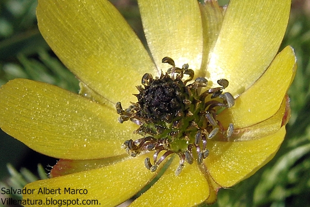VILLENATURA: Adonis microcarpa