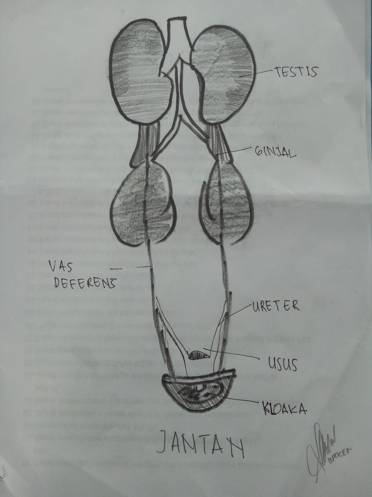 LAPORAN PENCERNAAN DAN REPRODUKSI PADA BURUNG DARA ~ Nikken Kartika