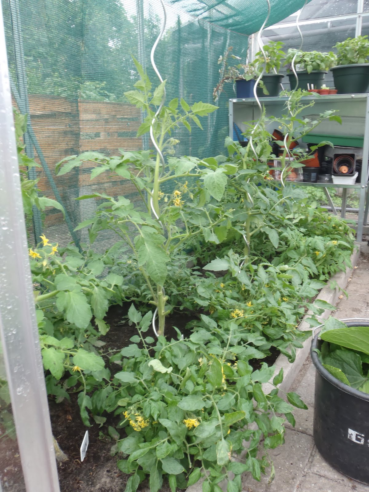 Mijn mooie moestuin: Kas Juli 1011