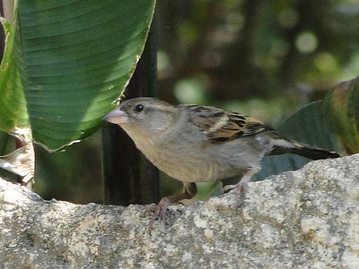 Sarzedo Ecologia: Pardal