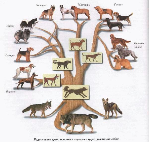 Escuela Canina Teamwork Agility: ARBOL GENEALOGICO DEL PERRO