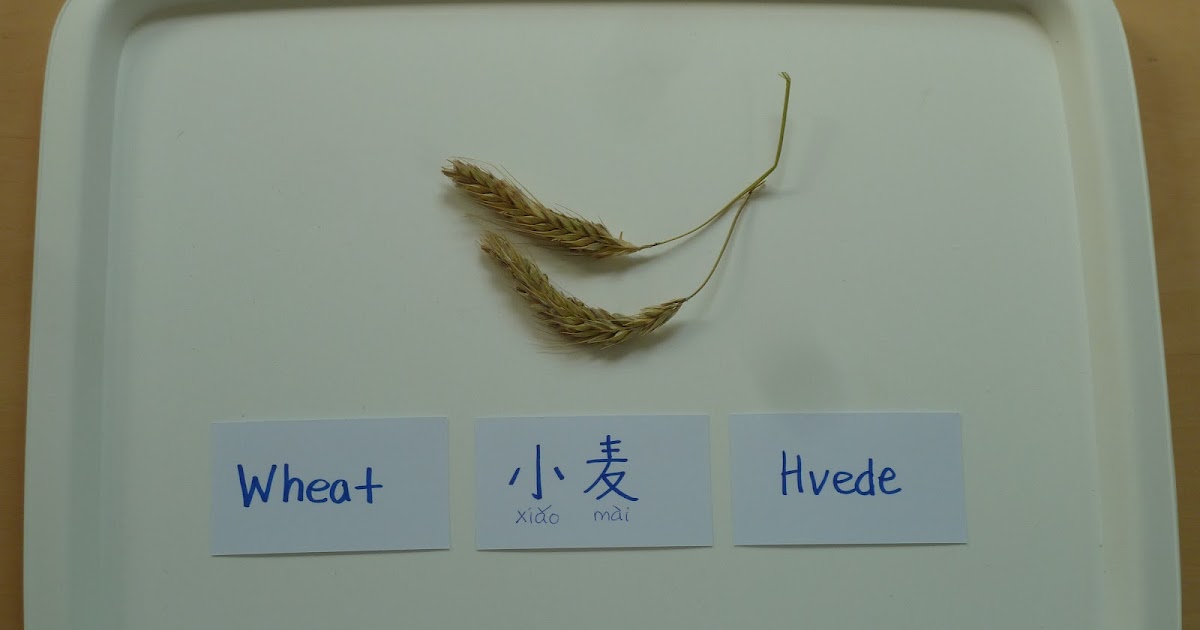 Family FECS: Montessori Activity: Home-Made Trilingual Cards with Real ...