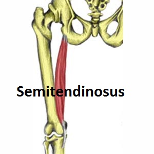 Technical Tuesday Semitendinosus