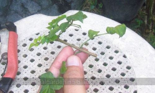 Practical Gardening: Cleft Grafting, Top-Wedge Graft or V-Graft - Part 2