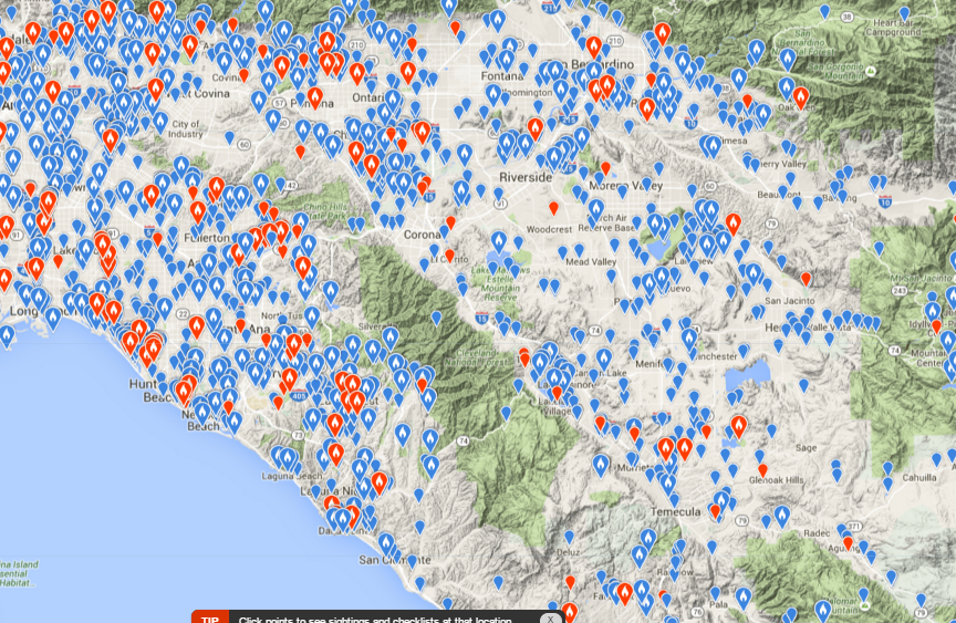 Obsessive-Compulsive Birding: On the proliferation of Eurasian Collared ...