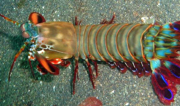 [JUAL/BELI] Udang Mantis 1000 ekor/hari Harga hingga Rp 125.000,-/ekor