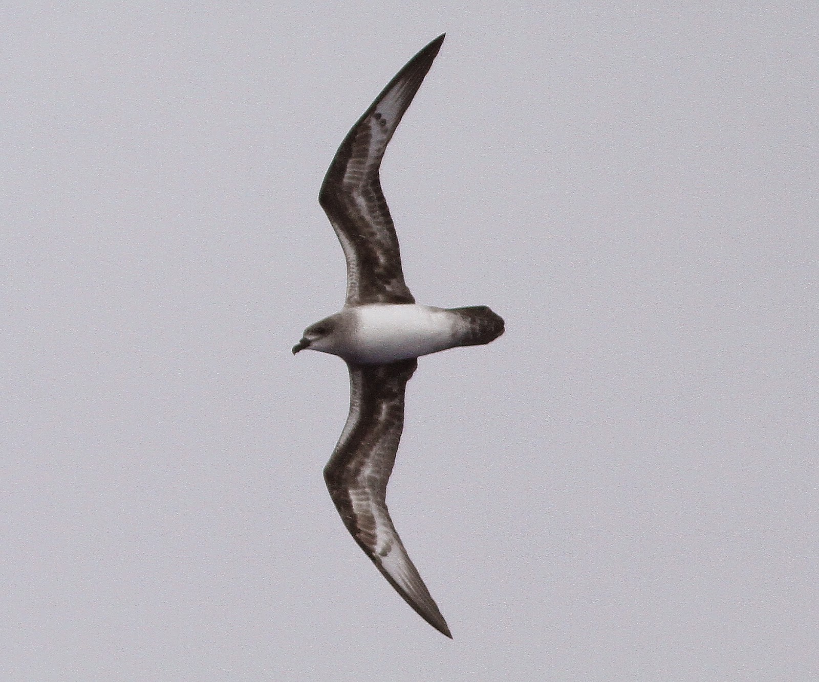 Birding Poole Harbour & Beyond: 8 Nov 14 - Topping Up on Petrels