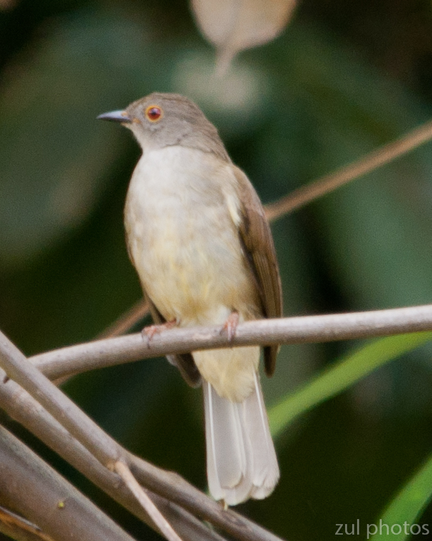 Zul Ya - Birds of Peninsular Malaysia: Spectacle Bulbul