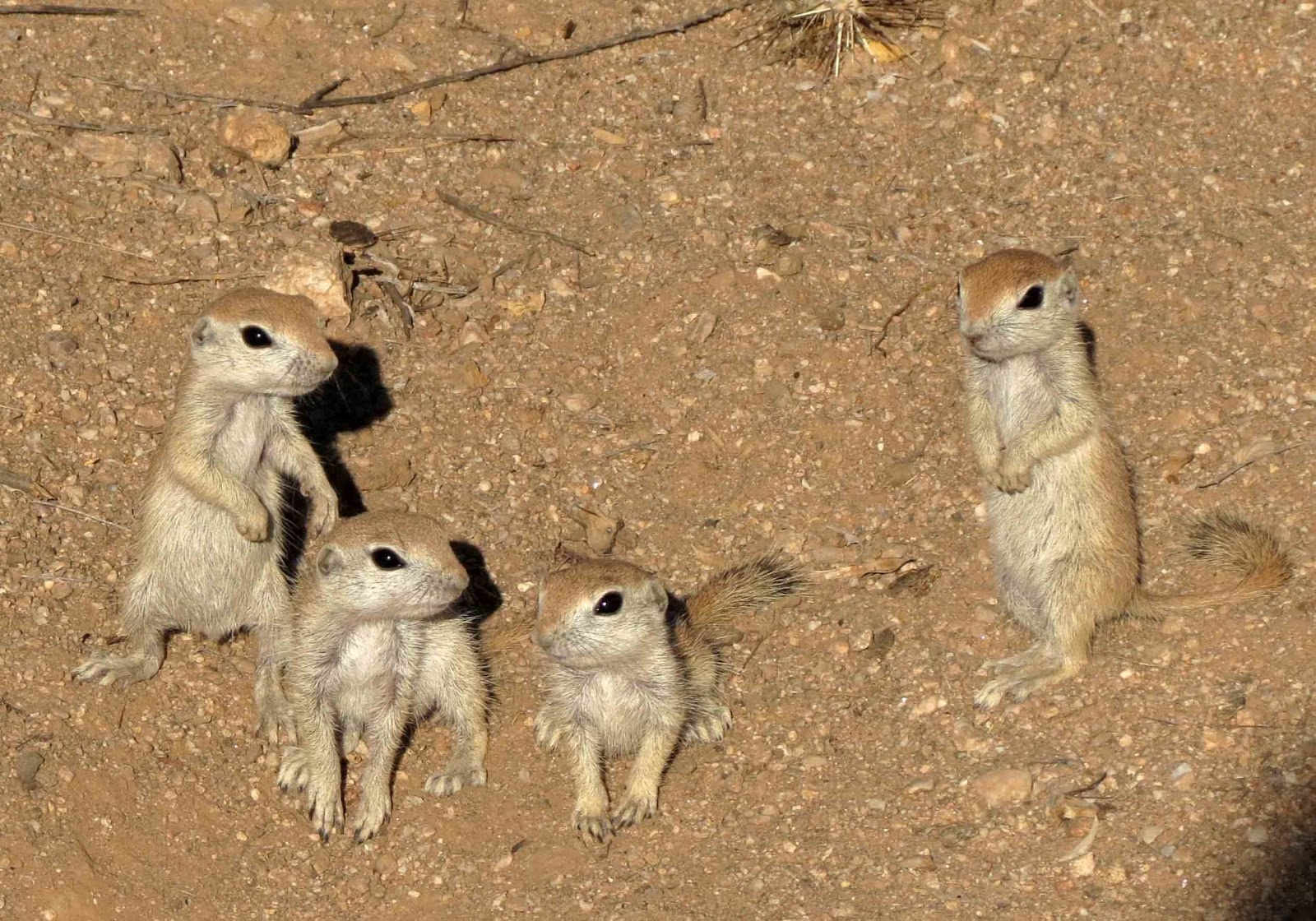 Desert Colors: July 2013